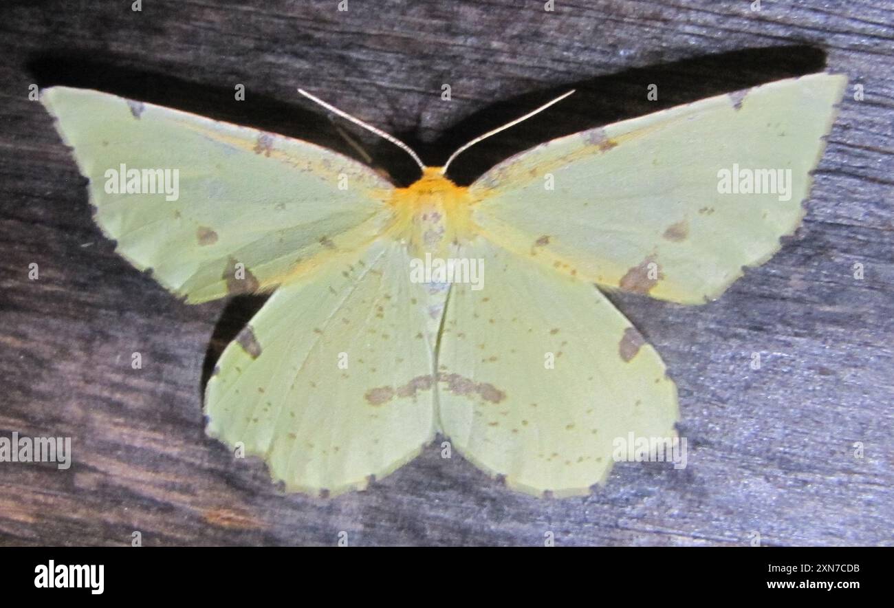 Crocus Geometer Moths (Xanthotype) Insecta Stock Photo - Alamy