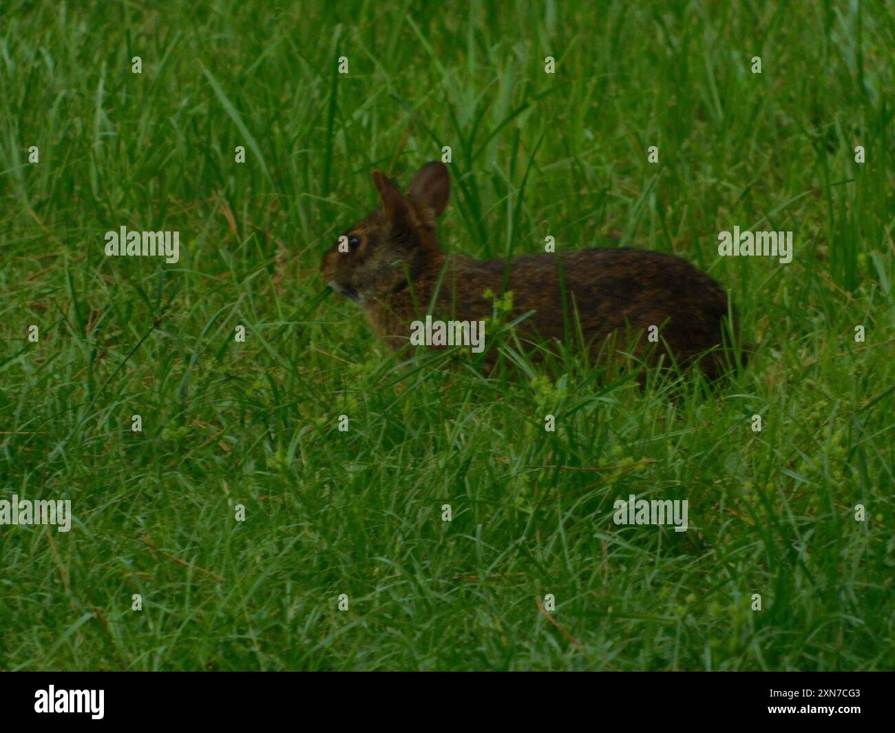Marsh Rabbit (Sylvilagus palustris) Mammalia Stock Photo - Alamy