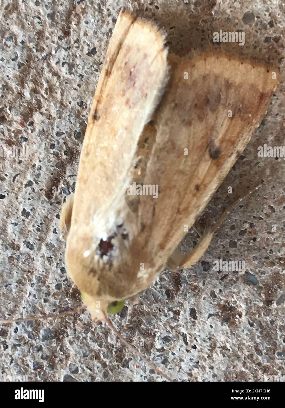 Corn Earworm Moth (Helicoverpa zea) Insecta Stock Photo - Alamy