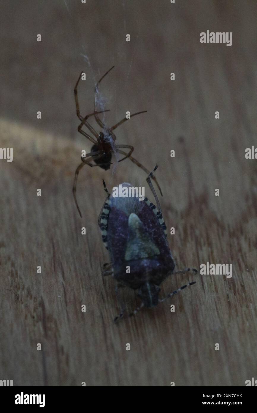 Triangulate Combfoot (Steatoda triangulosa) Arachnida Stock Photo - Alamy