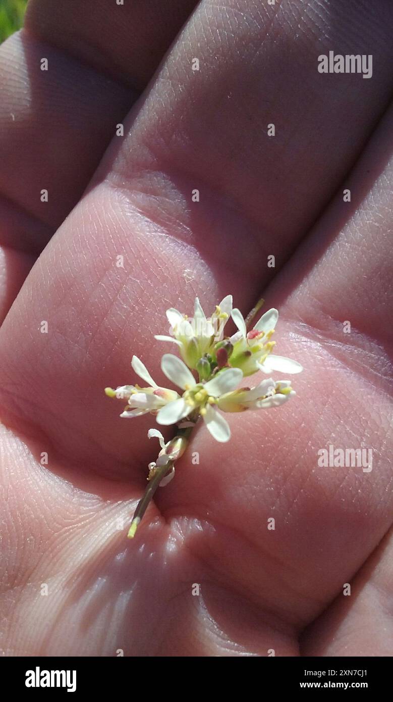 California mustard (Caulanthus lasiophyllus) Plantae Stock Photo - Alamy