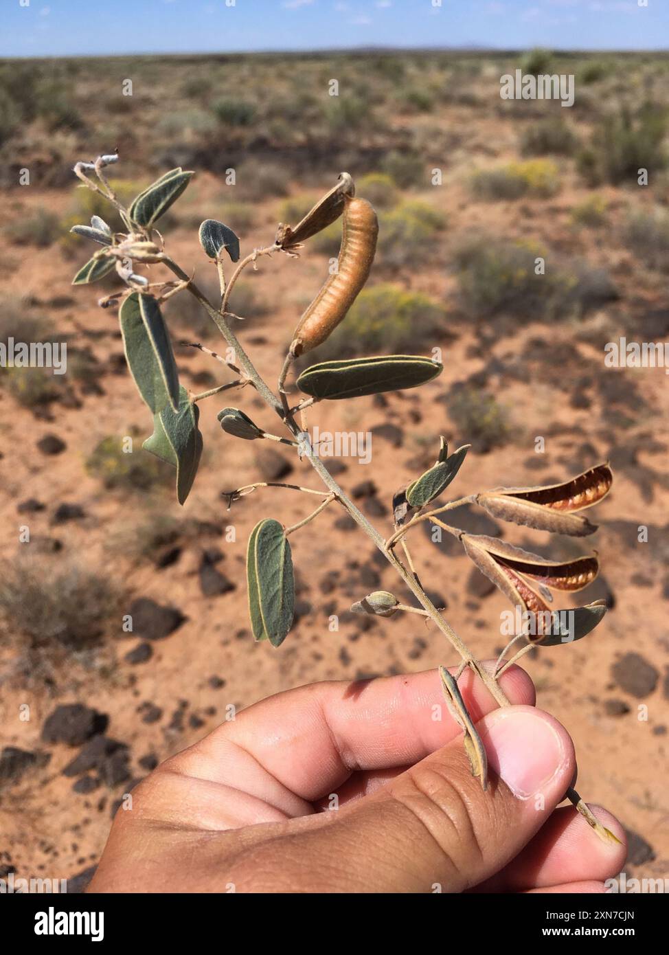 Two-Leaved Senna (Senna bauhinioides) Plantae Stock Photo - Alamy