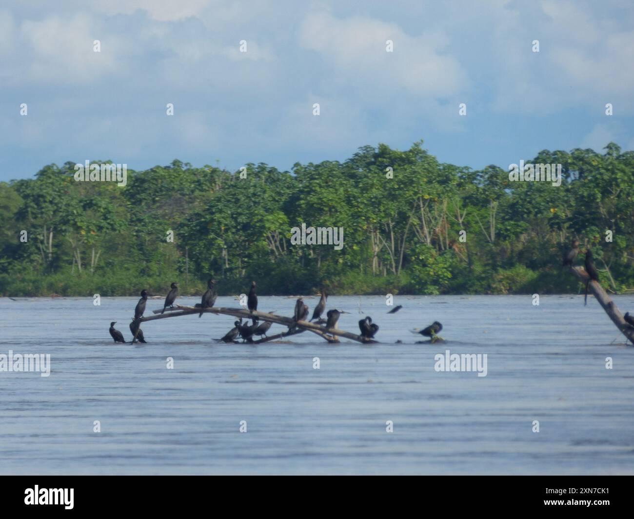 Neotropic Cormorant (Nannopterum brasilianum) Aves Stock Photo - Alamy