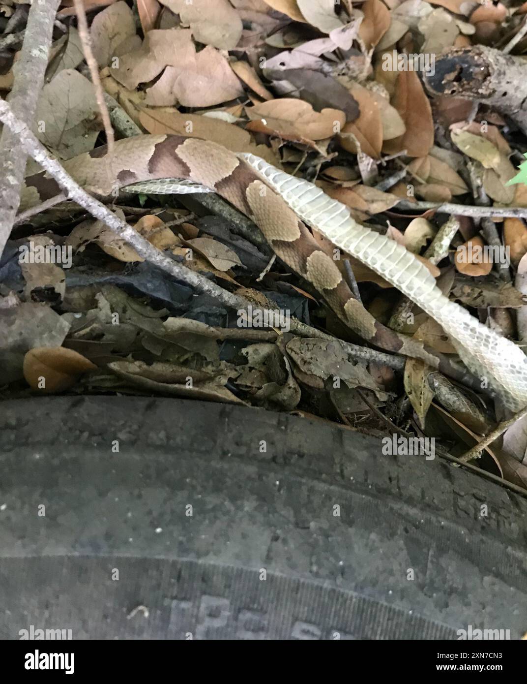 Eastern Copperhead (Agkistrodon contortrix) Reptilia Stock Photo - Alamy