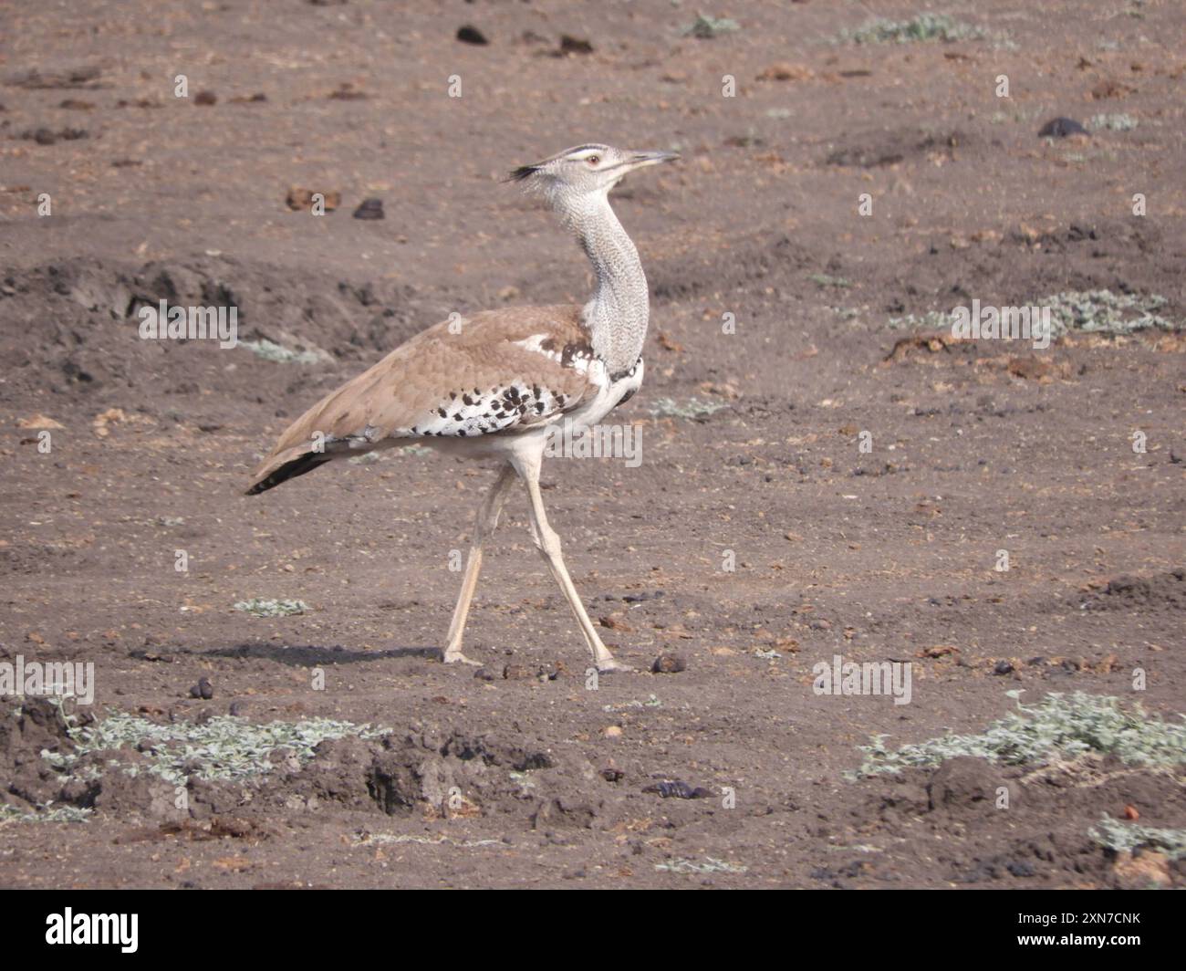 Southern Kori Bustard (Ardeotis kori kori) Aves Stock Photo - Alamy