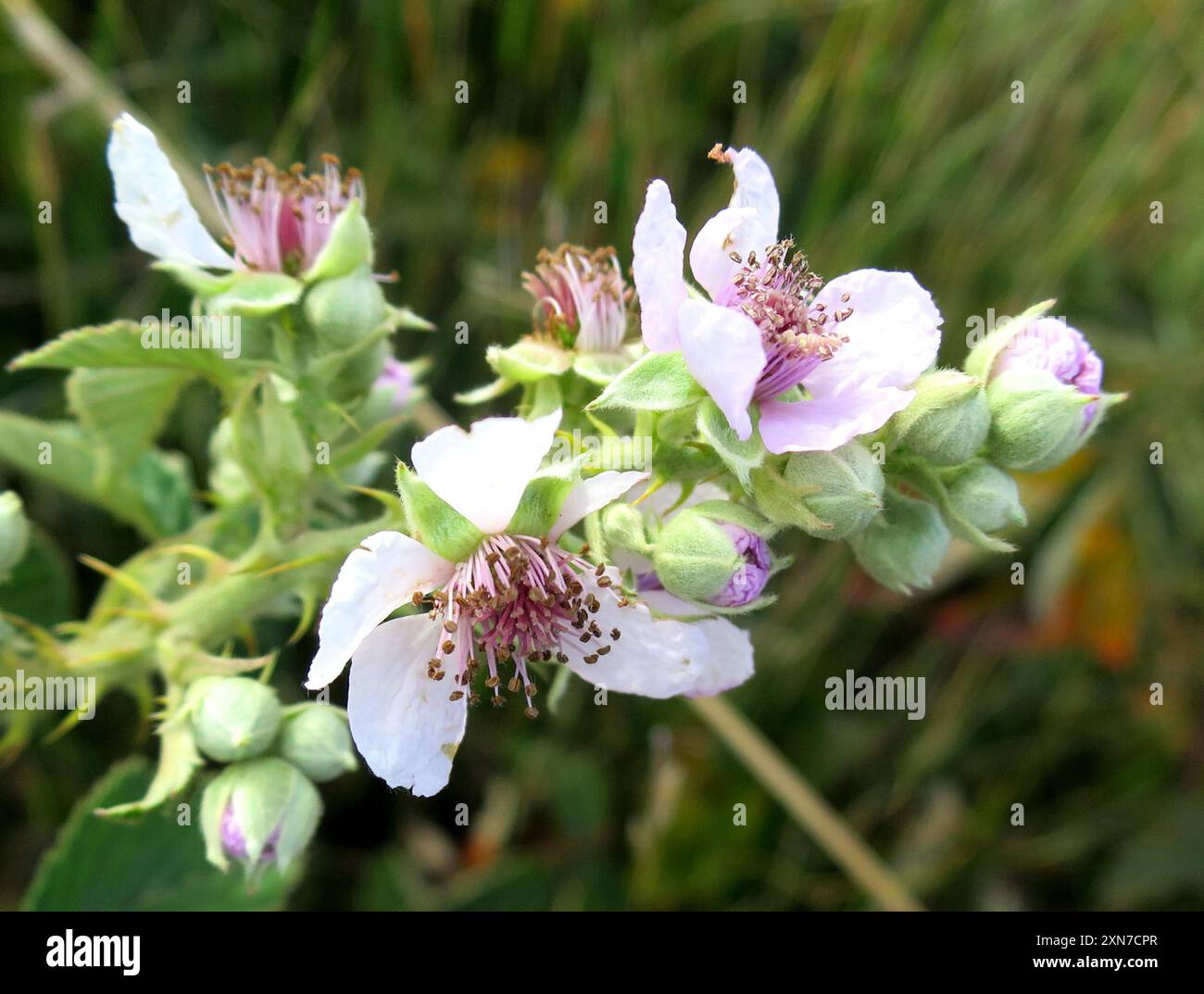 White Bramble (Rubus rigidus) Plantae Stock Photo - Alamy