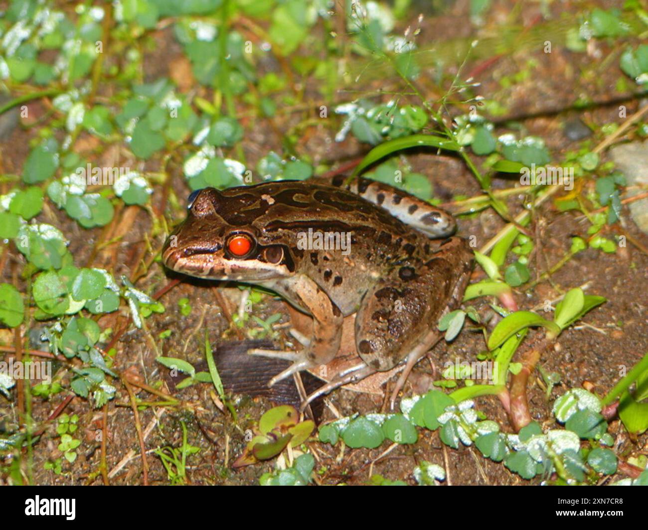 Savage's Thin-toed Frog (Leptodactylus savagei) Amphibia Stock Photo ...