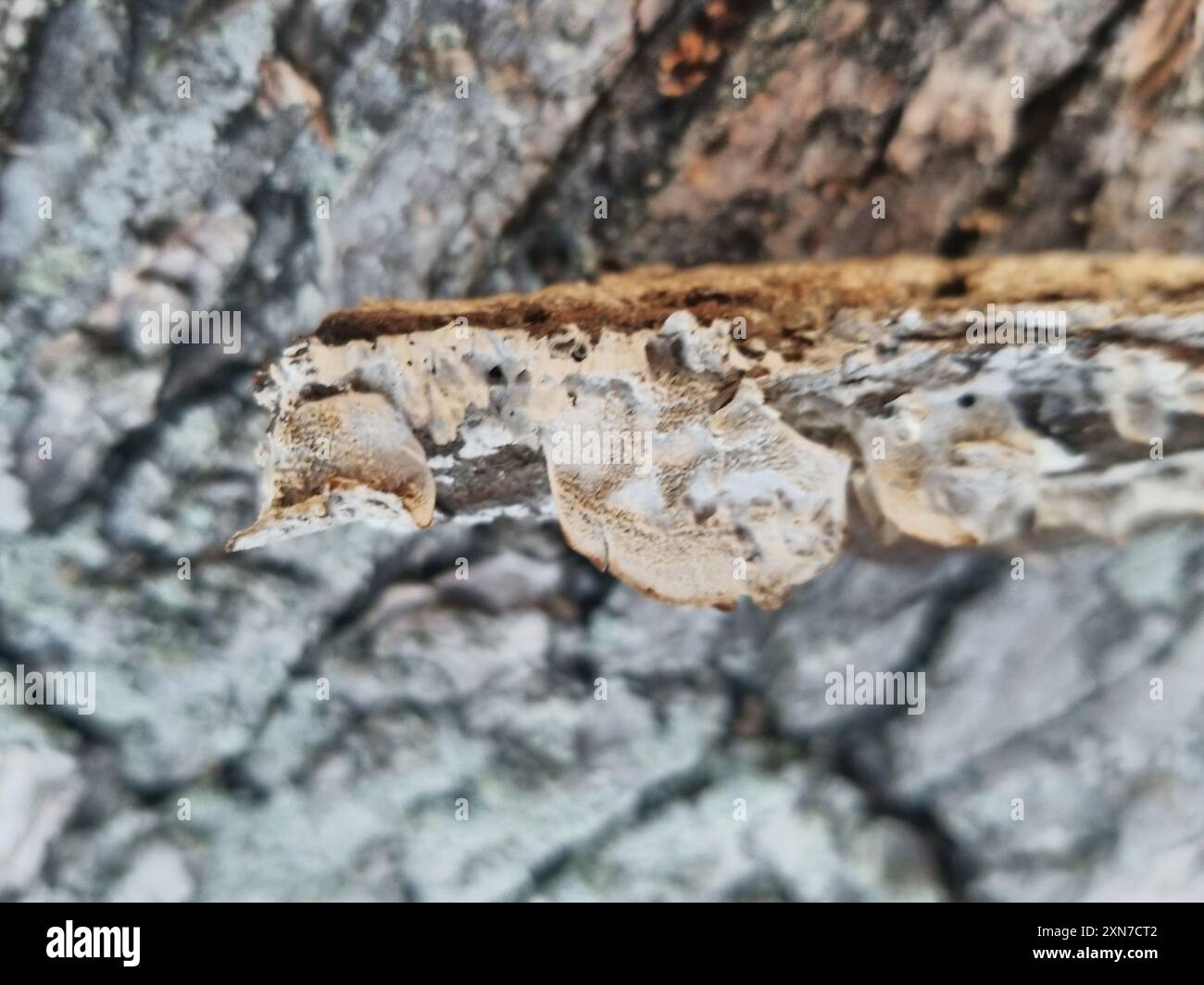 Milk-white Toothed Polypore (Irpex lacteus) Fungi Stock Photo - Alamy
