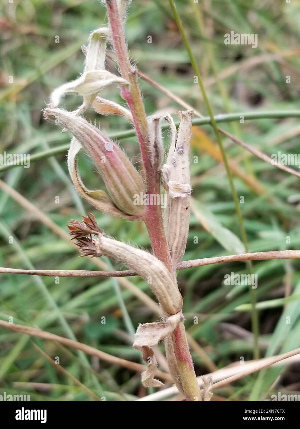 tall evening primrose (Oenothera elata) Plantae Stock Photo - Alamy