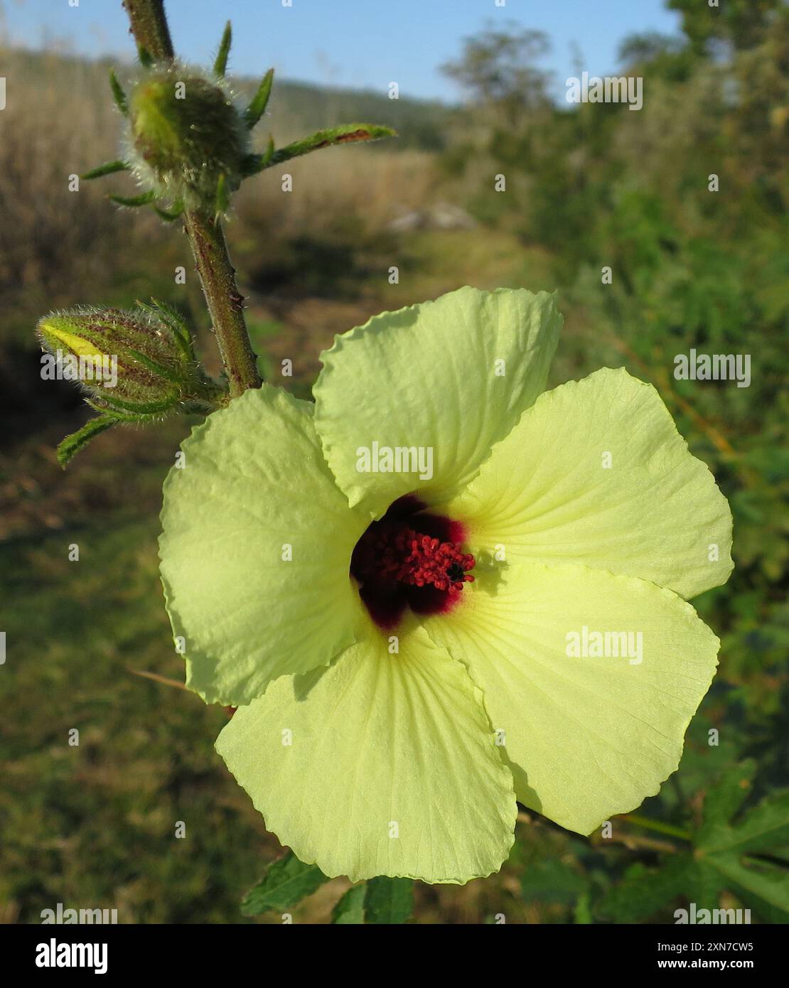 Prickly Tree Hibiscus (Hibiscus diversifolius diversifolius) Plantae ...