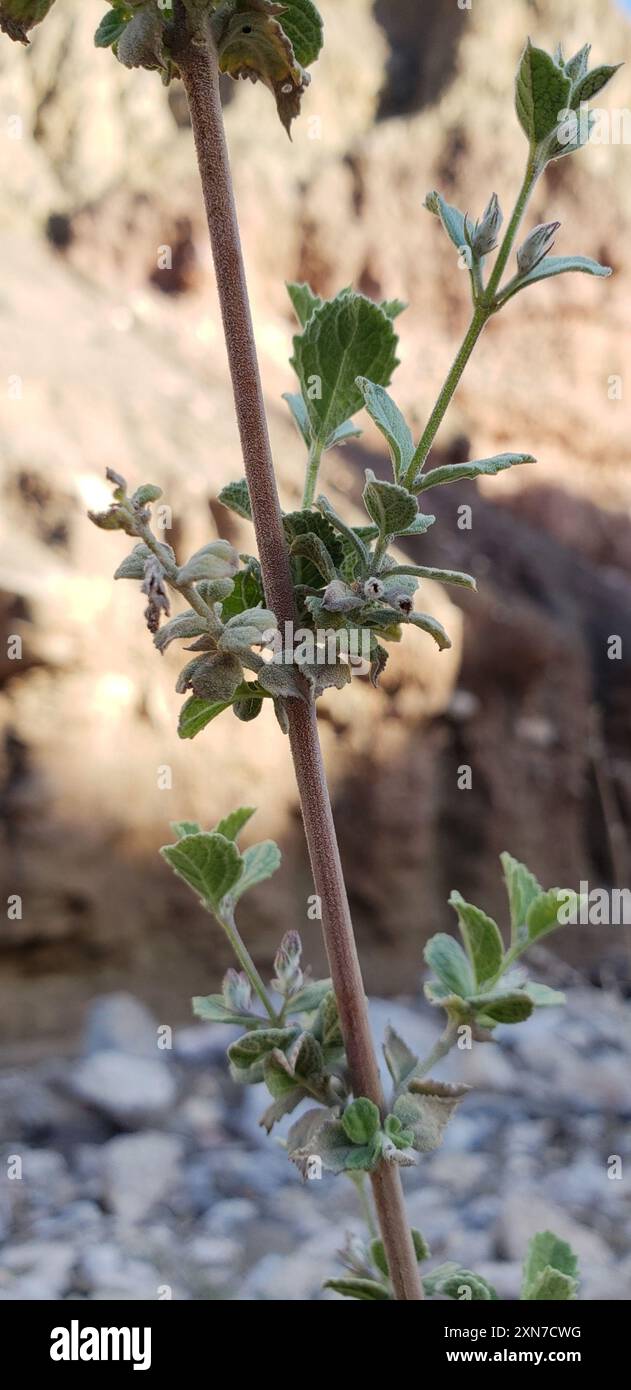 desert lavender (Condea emoryi) Plantae Stock Photo - Alamy