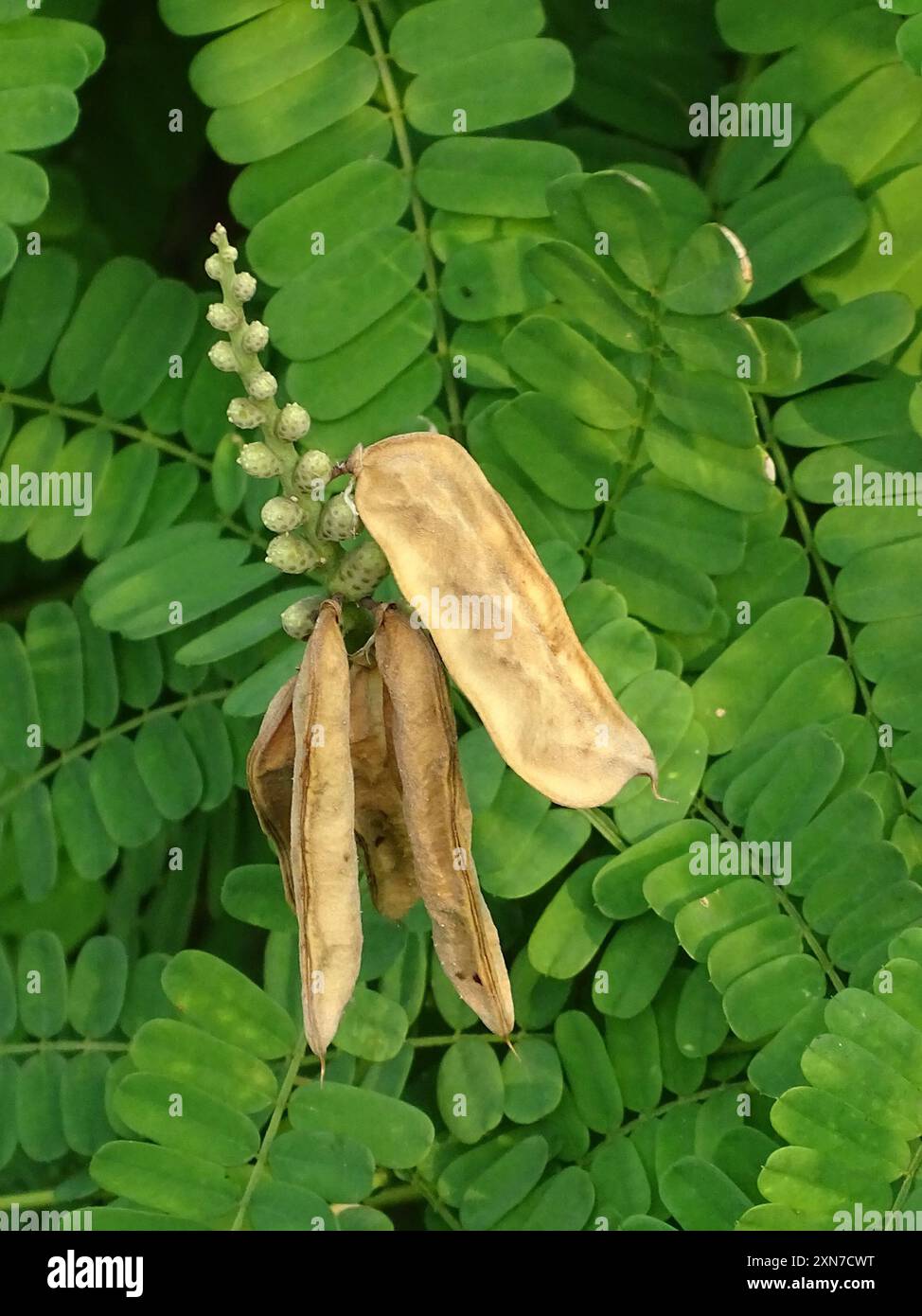 rosary pea (Abrus precatorius) Plantae Stock Photo - Alamy