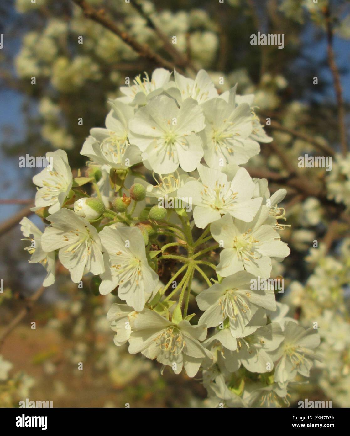 South African Wild Pear (Dombeya rotundifolia) Plantae Stock Photo - Alamy