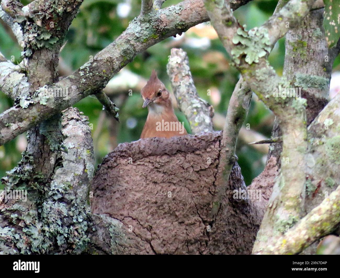Crested hornero hi-res stock photography and images - Alamy