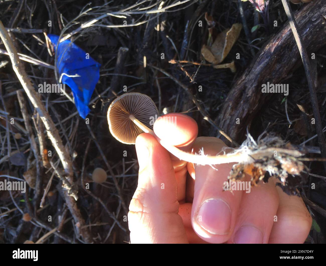 red edge brittlestem (Psathyrella corrugis) Fungi Stock Photo - Alamy