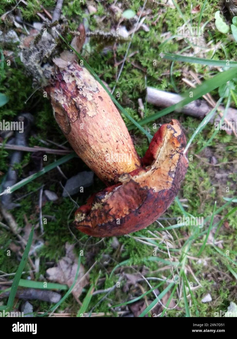 boletes (Boletaceae) Fungi Stock Photo - Alamy