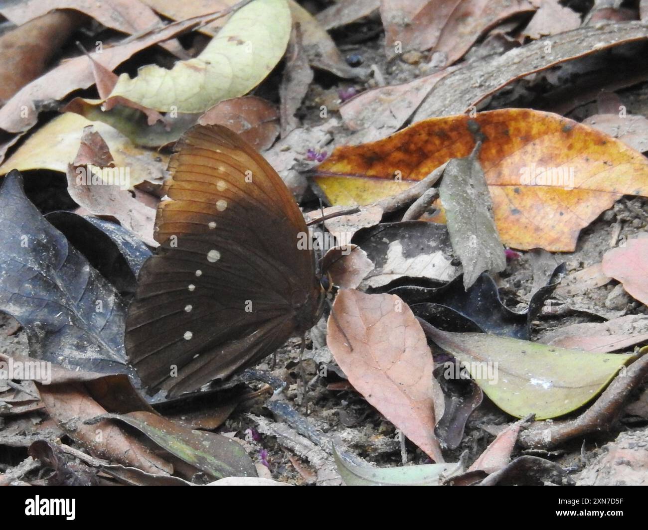 Faunis hi-res stock photography and images - Alamy