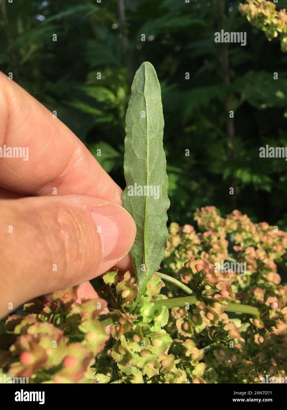 Greek Dock (Rumex cristatus) Plantae Stock Photo - Alamy