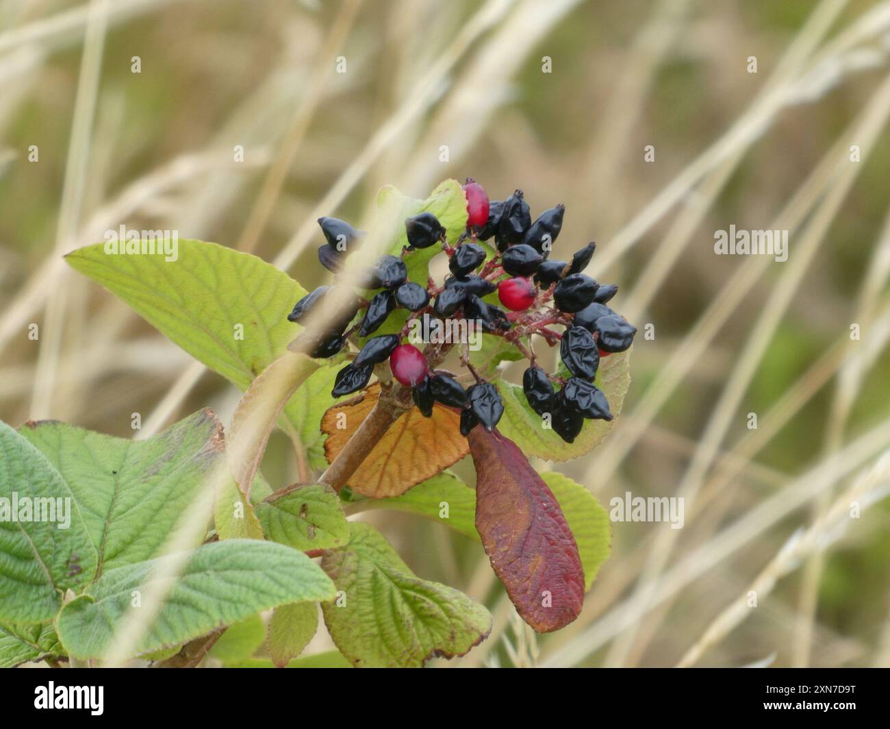 Wayfaring-tree (Viburnum lantana) Plantae Stock Photo - Alamy