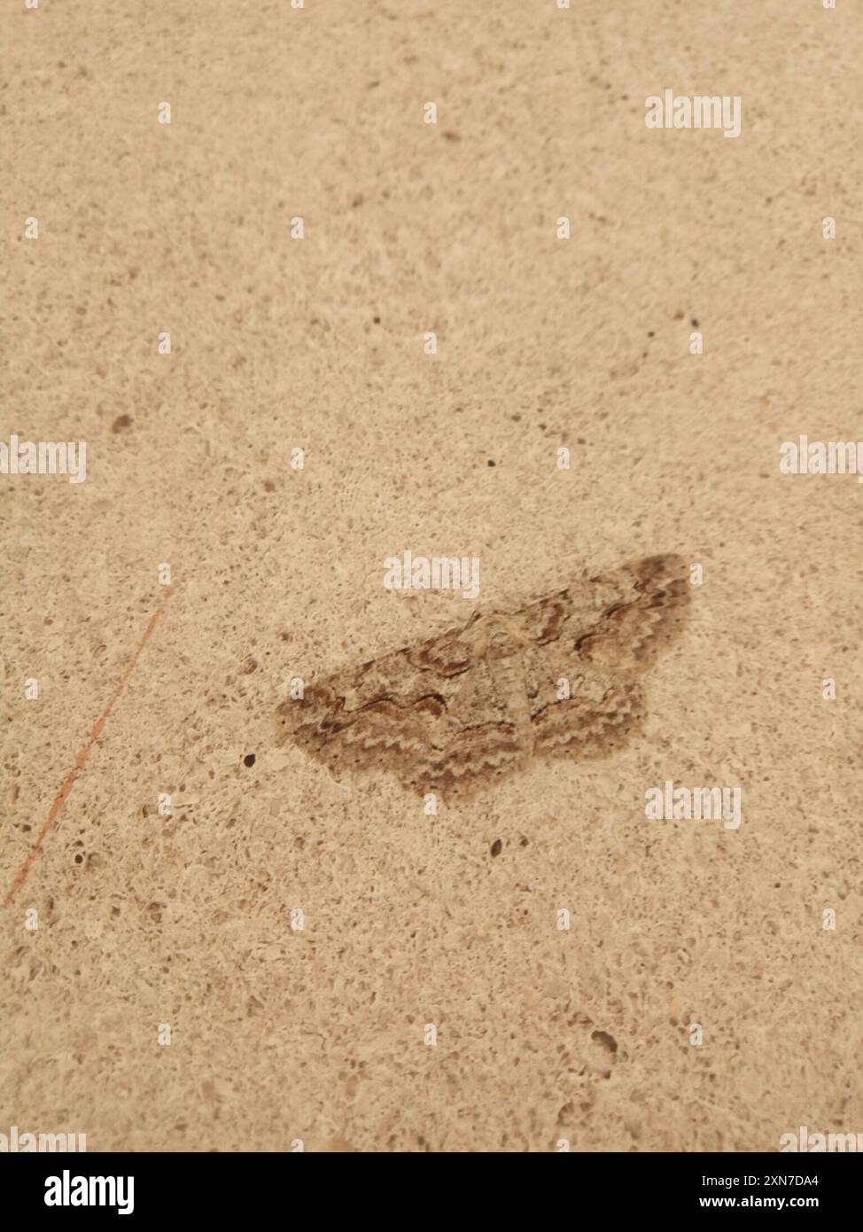 Brown-shaded Gray (Iridopsis defectaria) Insecta Stock Photo - Alamy