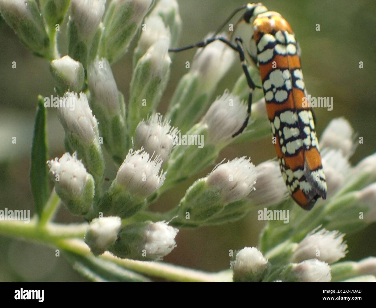Ailanthus Webworm Moth (Atteva aurea) Insecta Stock Photo - Alamy