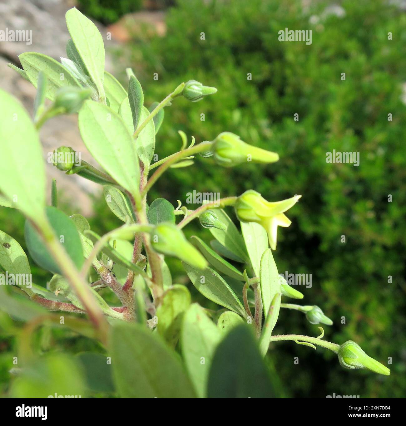 Cape Starapple (Diospyros glabra) Plantae Stock Photo - Alamy