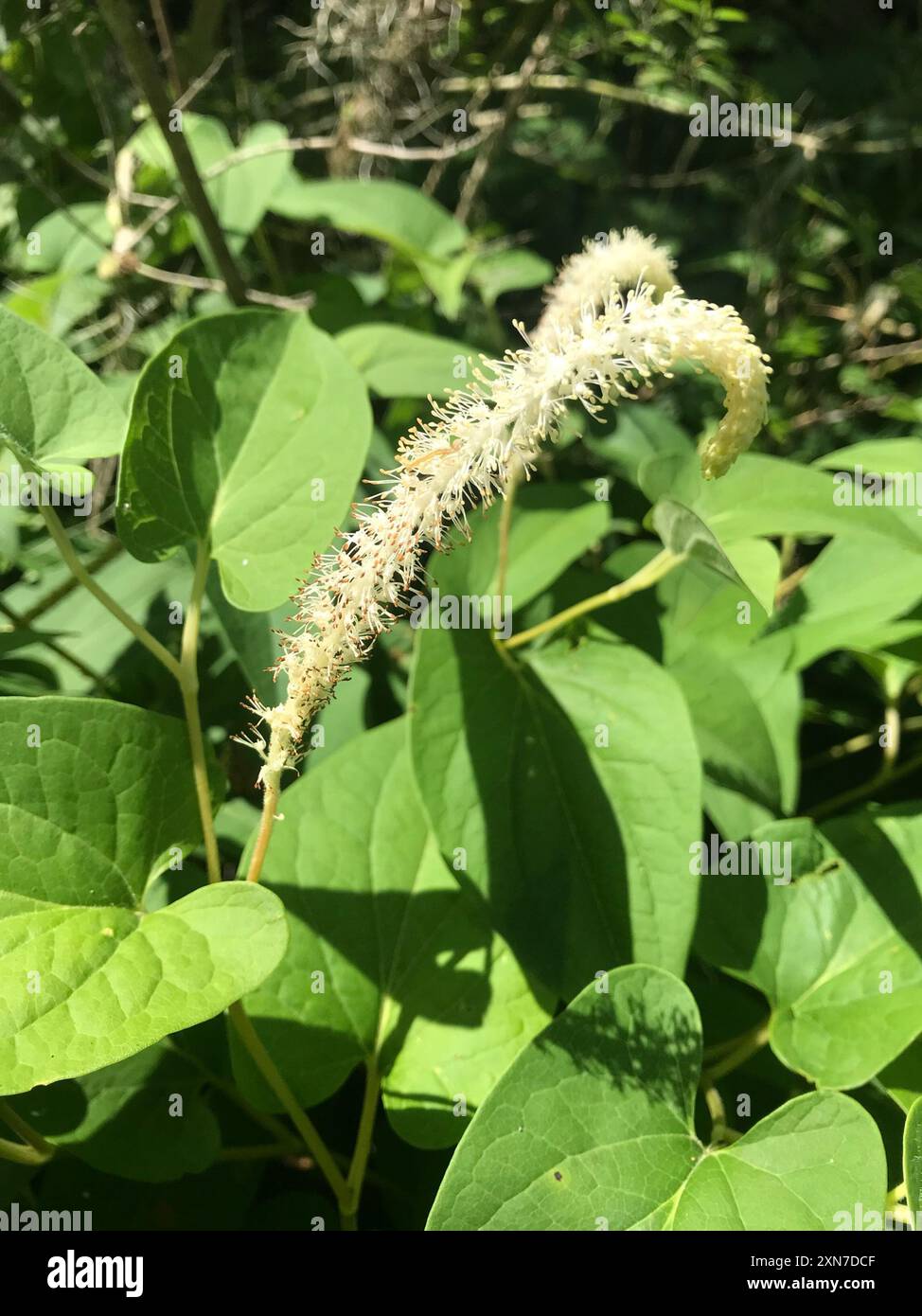 lizard's tail (Saururus cernuus) Plantae Stock Photo - Alamy