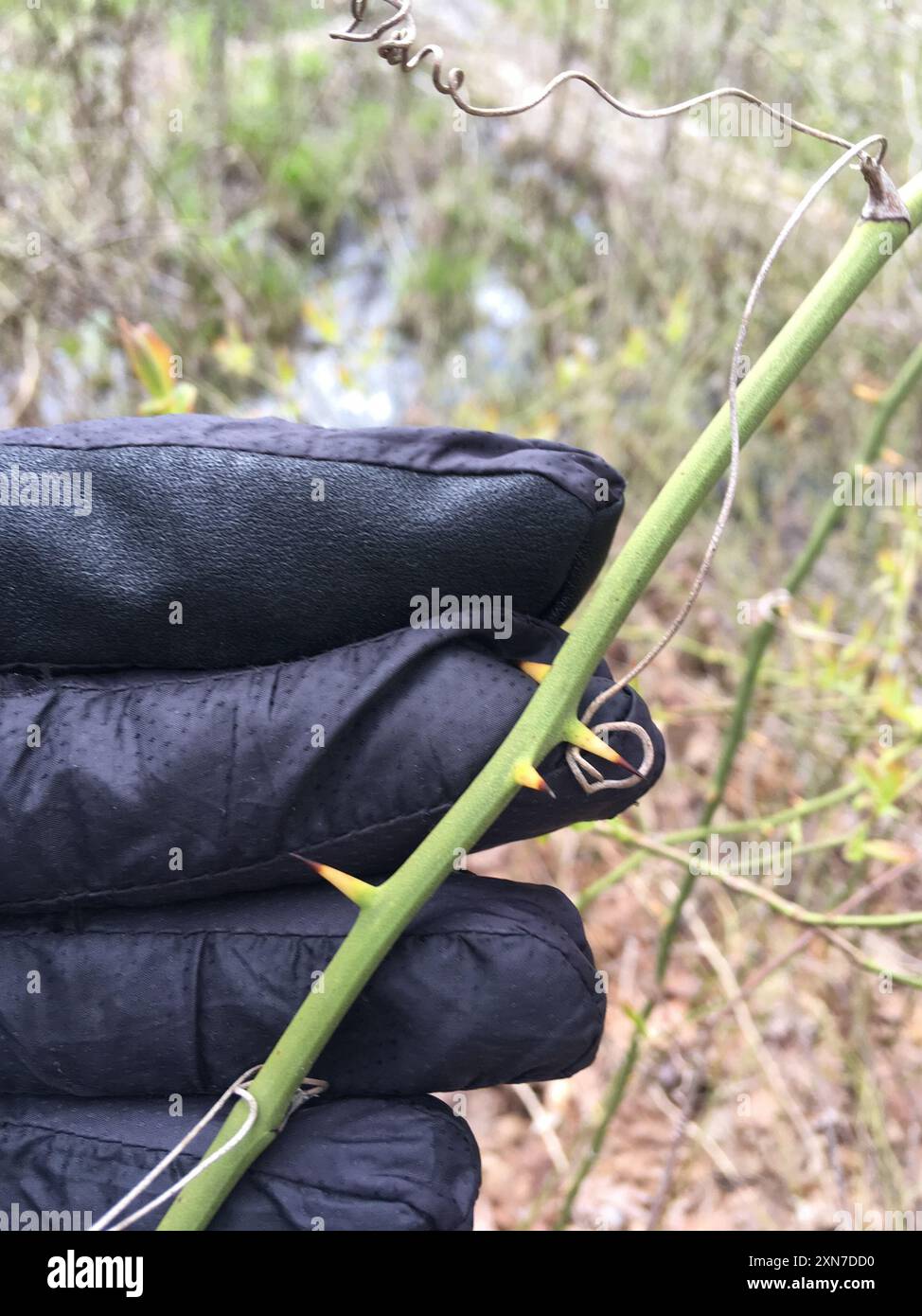 roundleaf greenbrier (Smilax rotundifolia) Plantae Stock Photo - Alamy