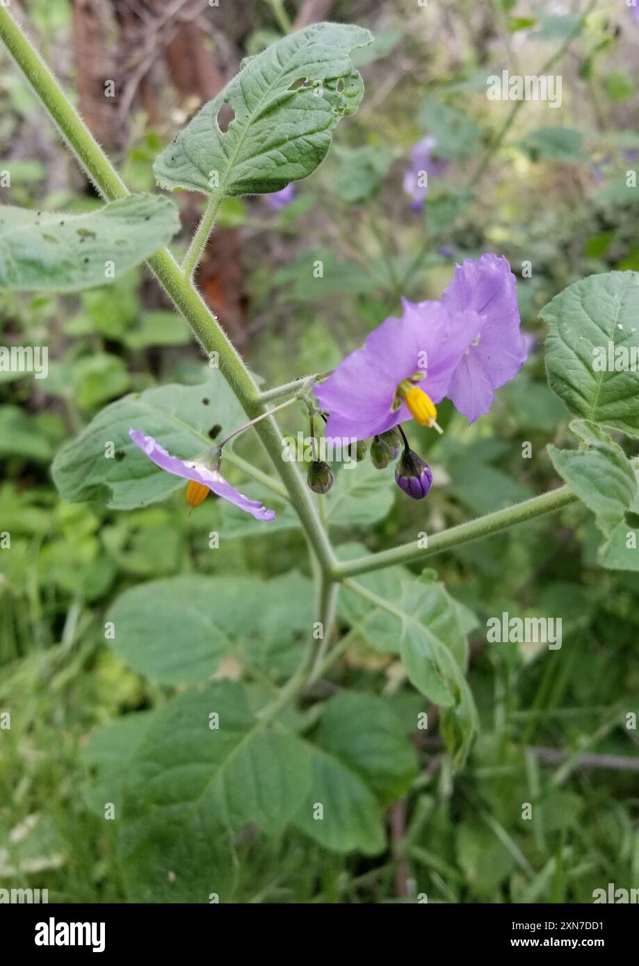 purple nightshade (Solanum xanti) Plantae Stock Photo - Alamy