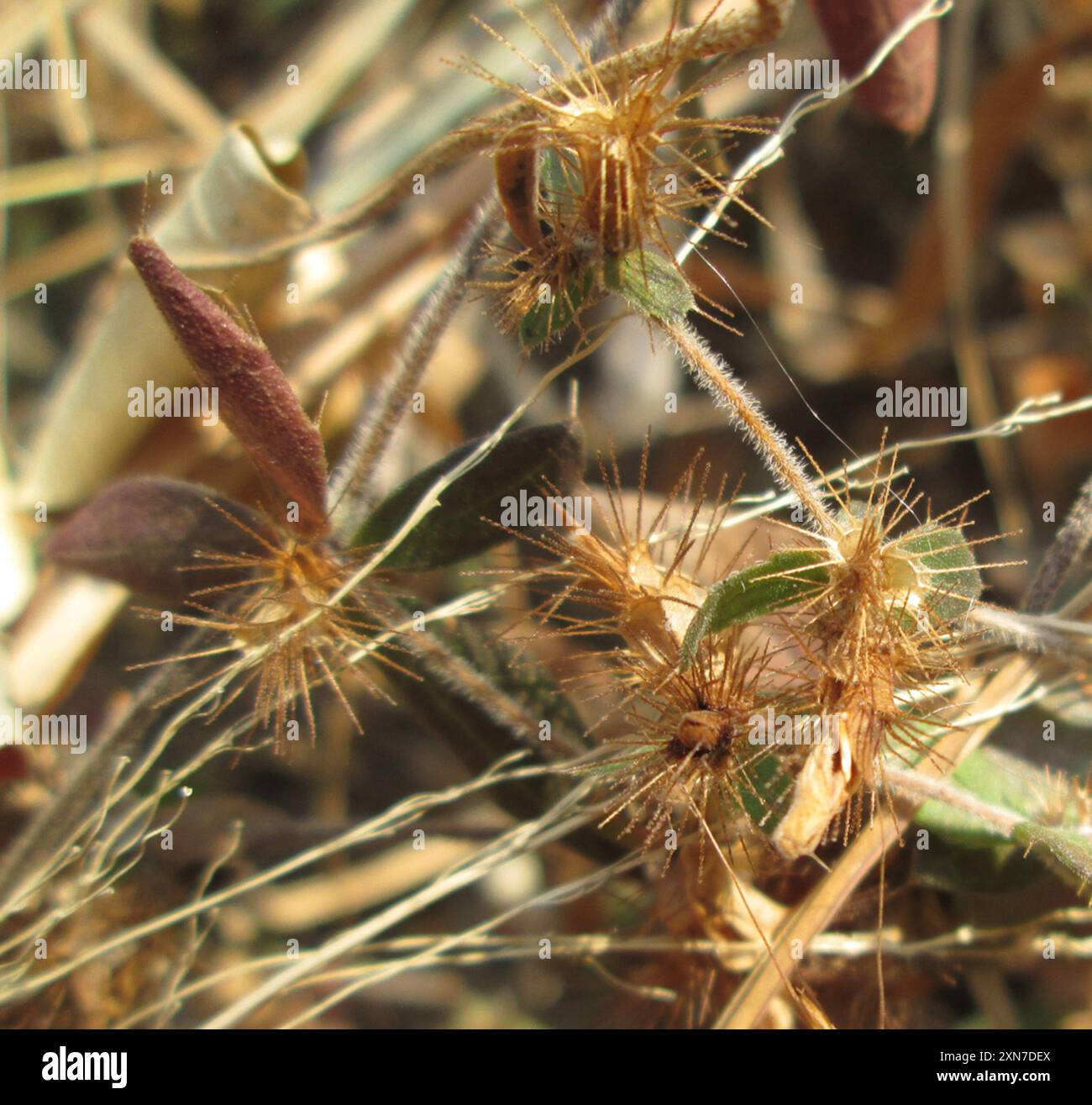Surprise Packet (Blepharis maderaspatensis) Plantae Stock Photo - Alamy