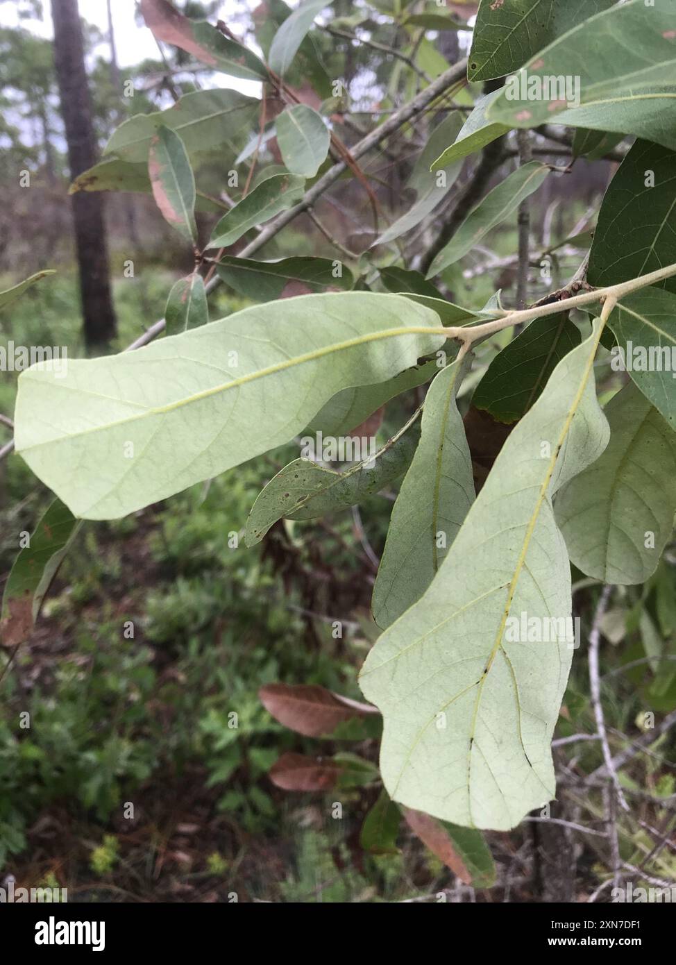 bluejack oak (Quercus incana) Plantae Stock Photo - Alamy