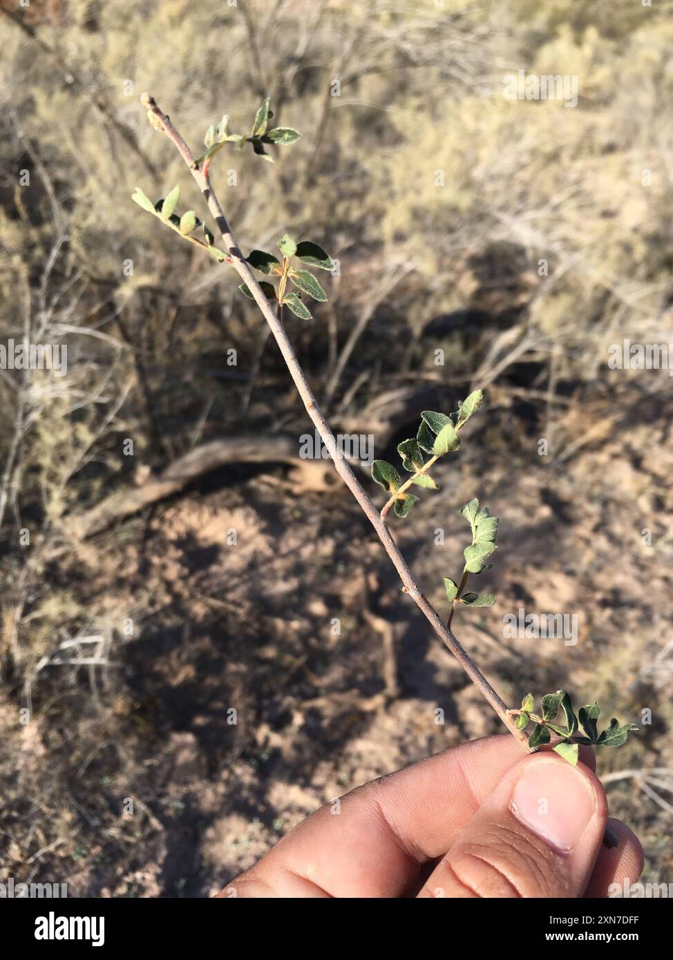 little leaf sumac (Rhus microphylla) Plantae Stock Photo - Alamy