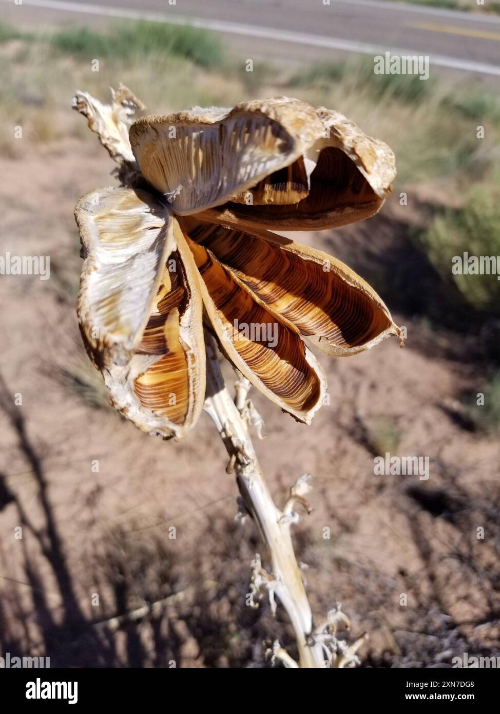 Narrowleaf yucca yucca angustissima hi-res stock photography and images ...