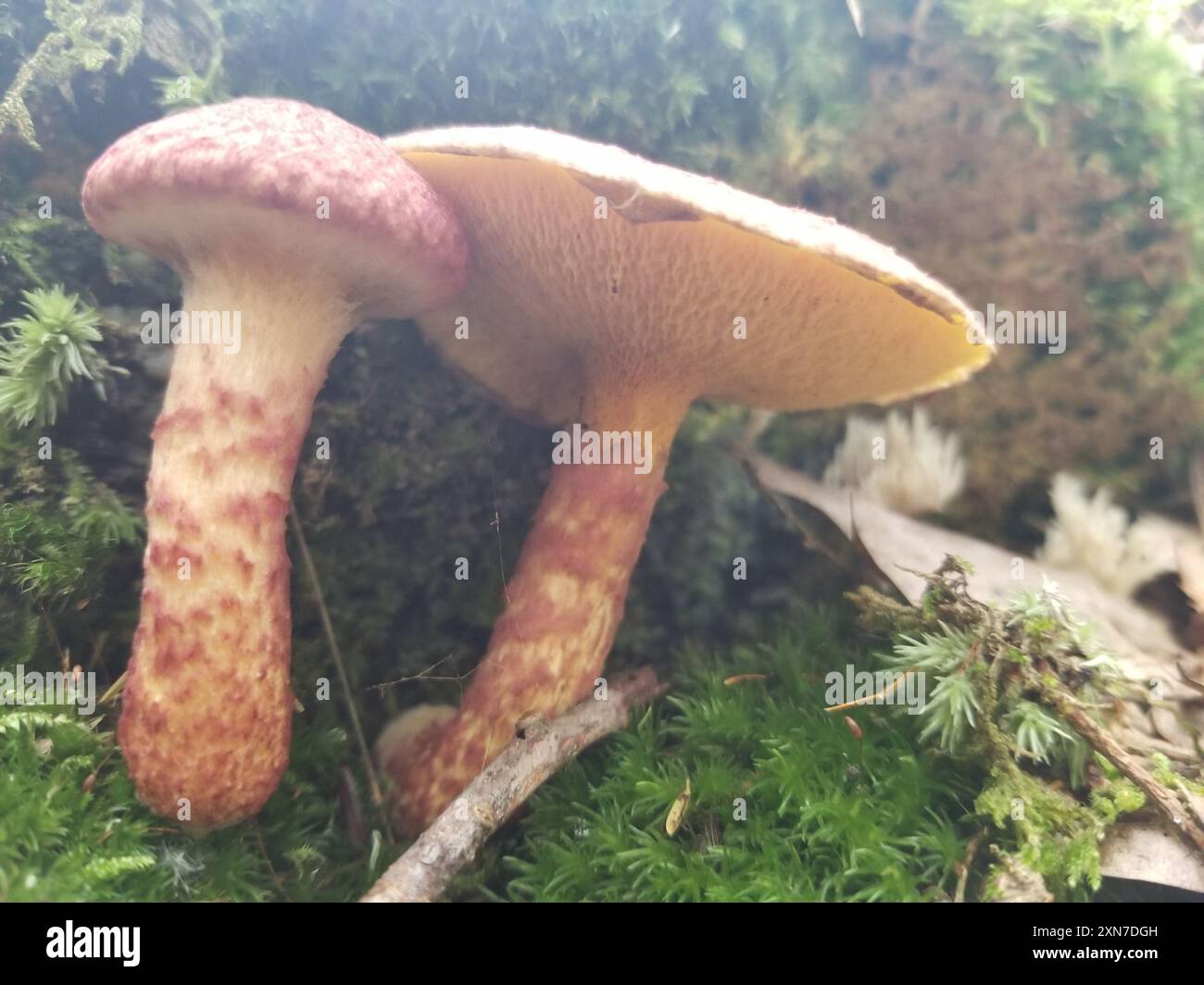 Painted Suillus (Suillus spraguei) Fungi Stock Photo - Alamy