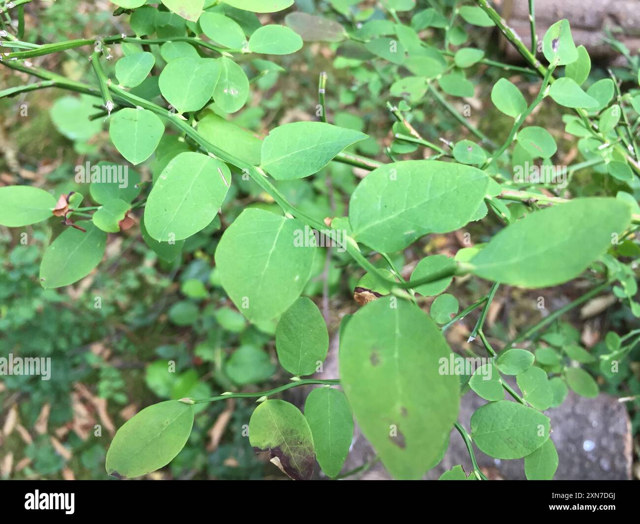 Red Huckleberry (Vaccinium parvifolium) Plantae Stock Photo - Alamy