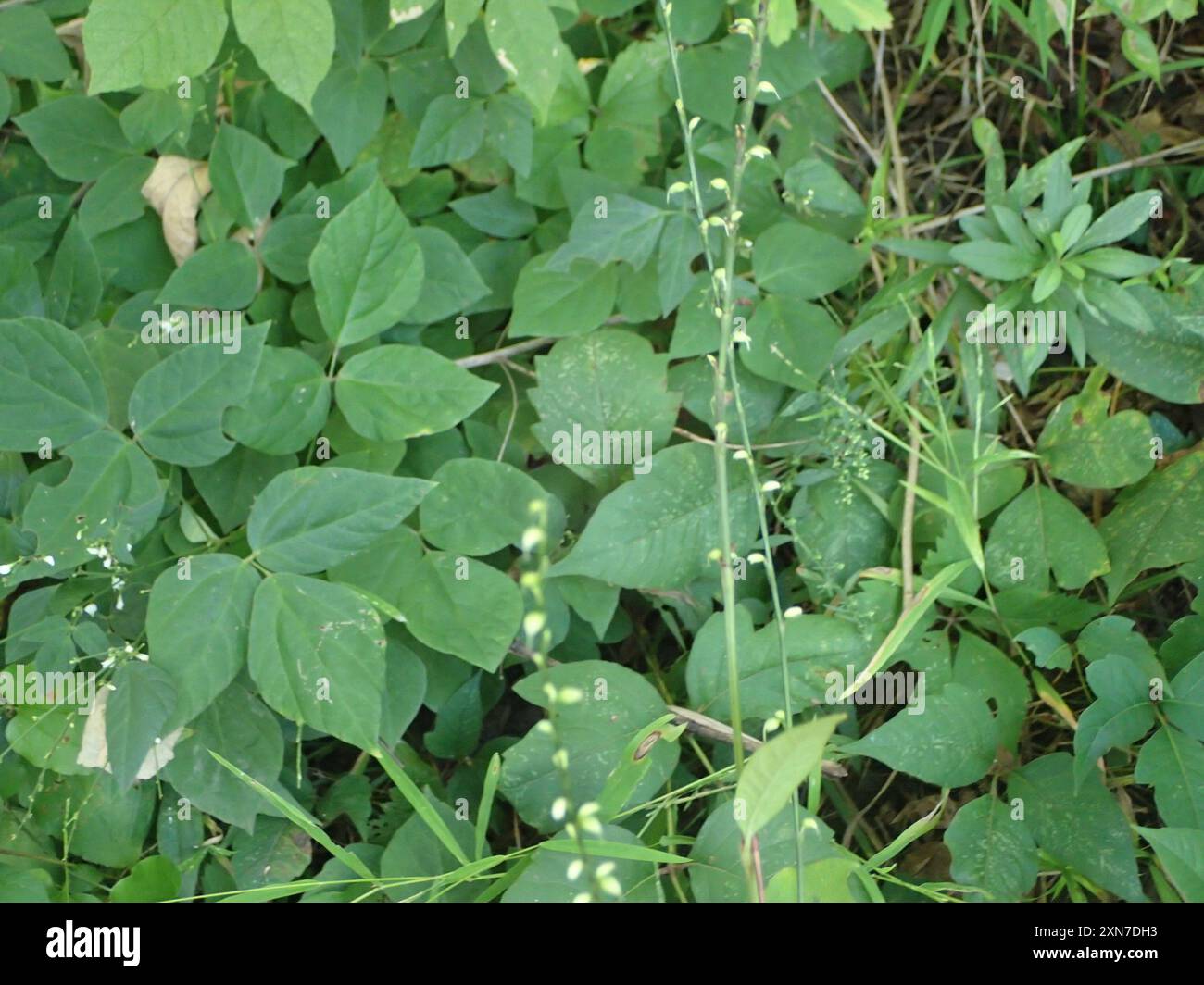 American jumpseed (Persicaria virginiana) Plantae Stock Photo - Alamy