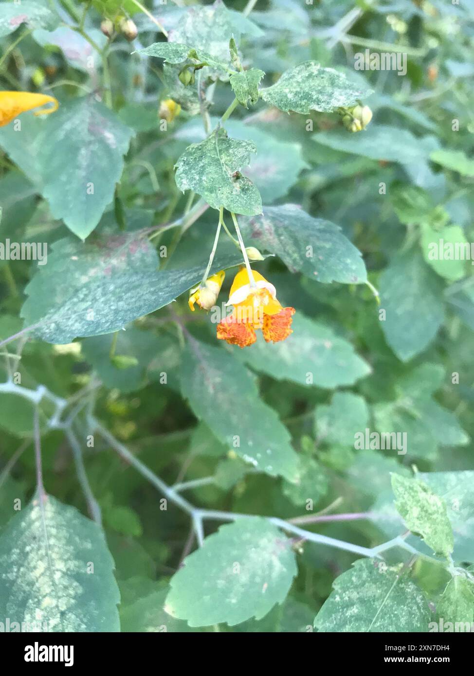 common jewelweed (Impatiens capensis) Plantae Stock Photo - Alamy