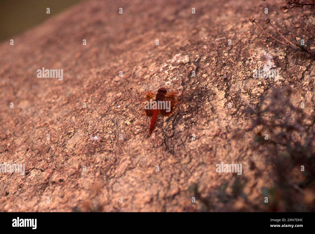 Orange-winged Dropwing (Trithemis kirbyi) Insecta Stock Photo - Alamy