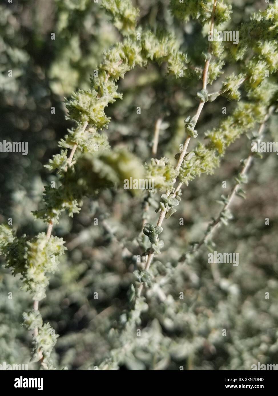 Atriplex polycarpa hi-res stock photography and images - Alamy