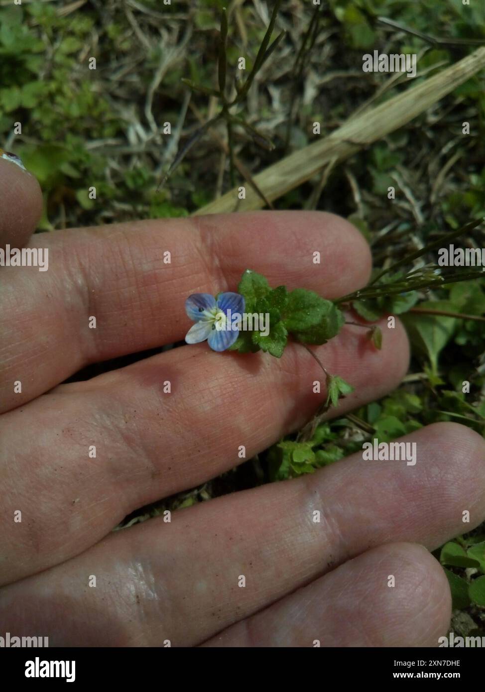 bird's-eye speedwell (Veronica persica) Plantae Stock Photo - Alamy