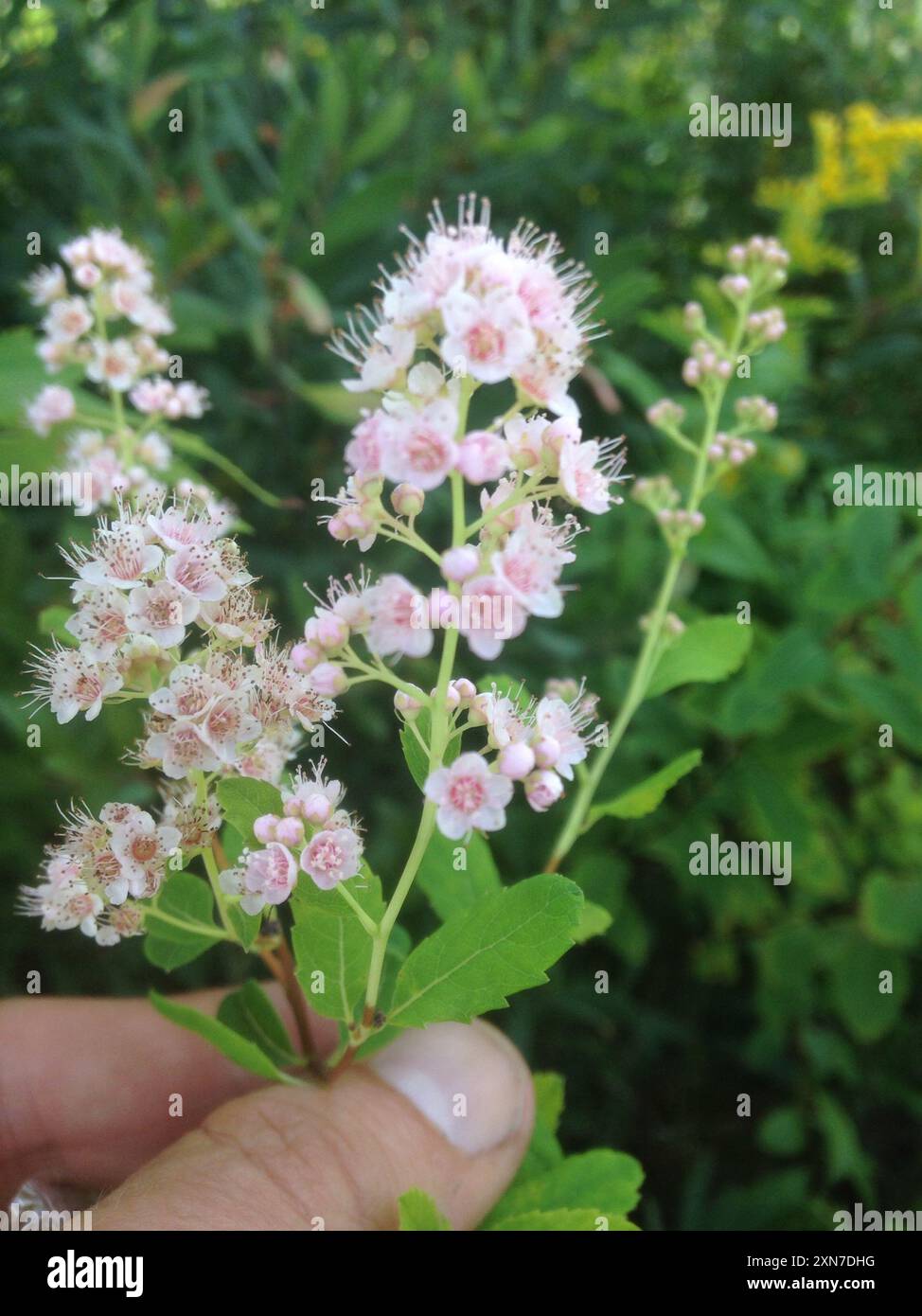 white meadowsweet (Spiraea alba) Plantae Stock Photo - Alamy