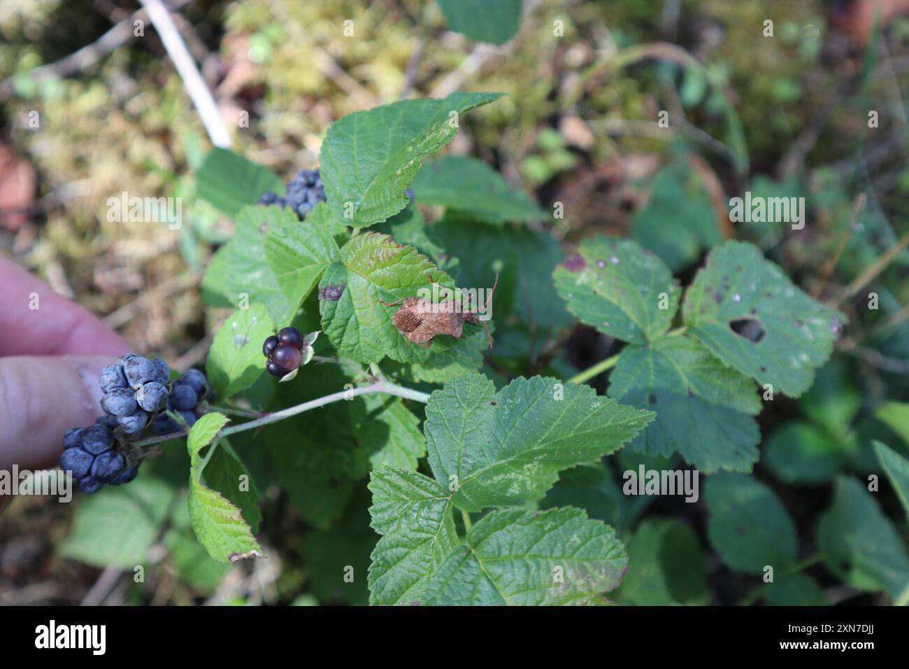 European dewberry (Rubus caesius) Plantae Stock Photo - Alamy