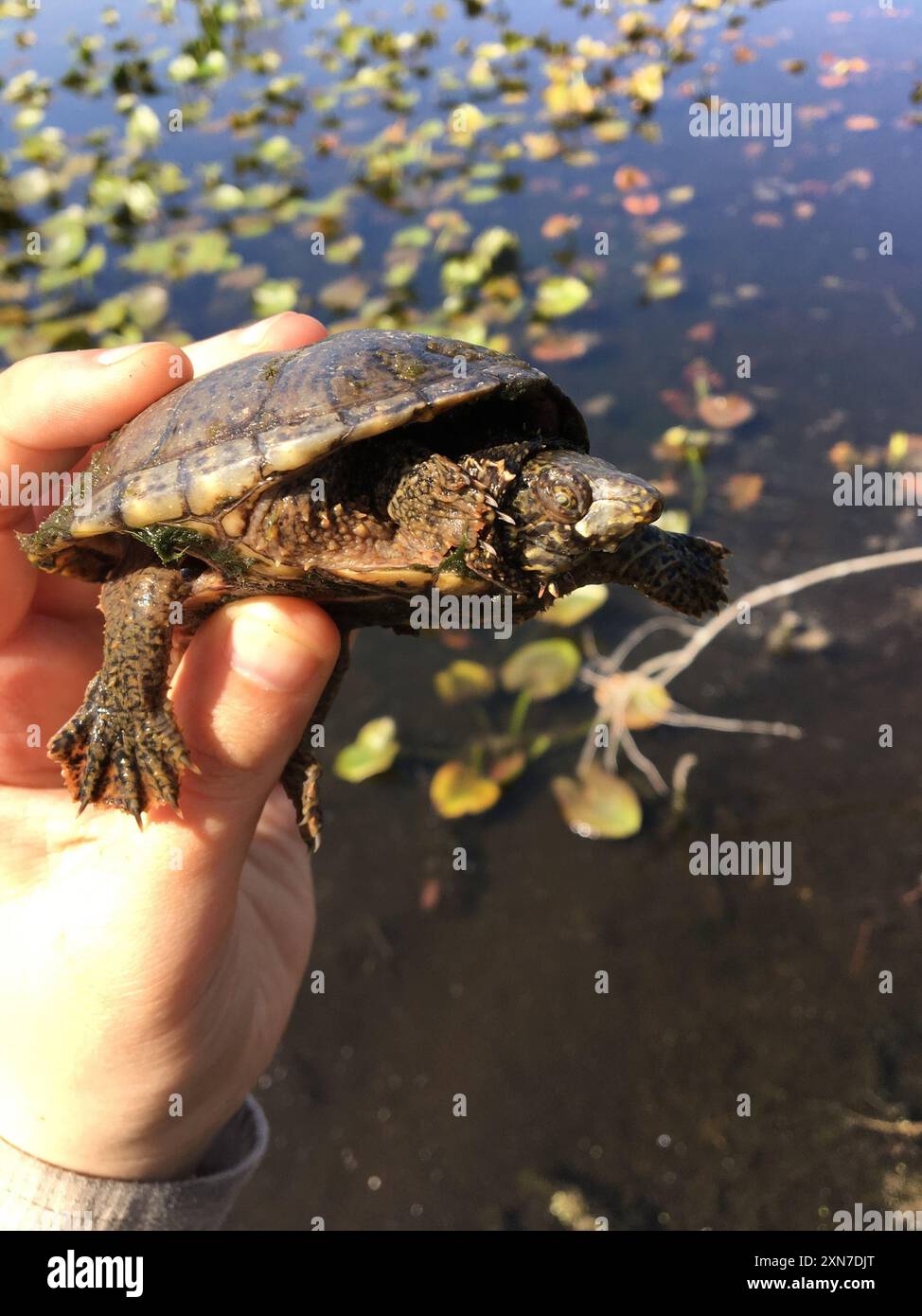 Eastern Musk Turtle (Sternotherus odoratus) Reptilia Stock Photo - Alamy