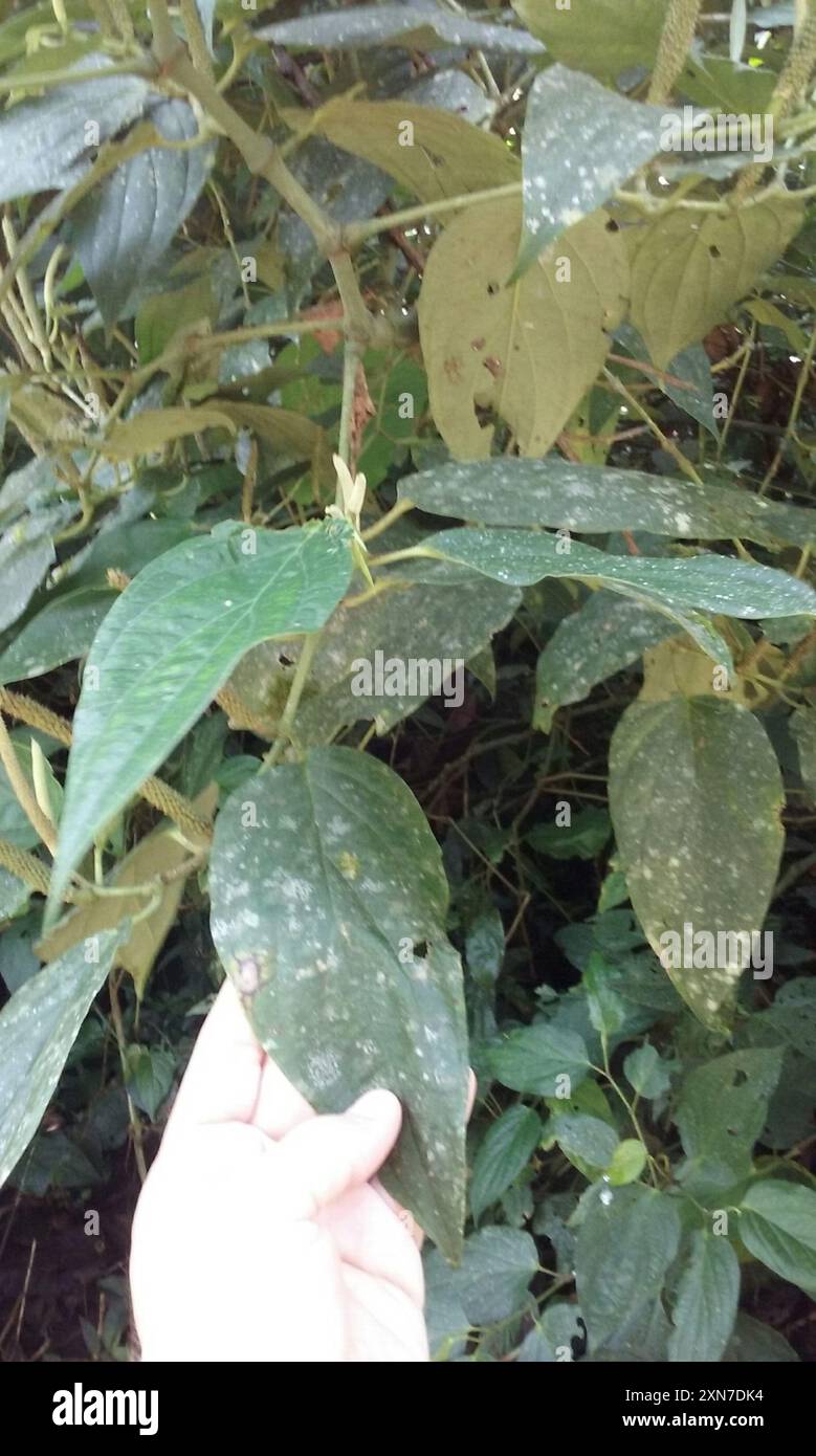 pepper plants (Piper) Plantae Stock Photo - Alamy