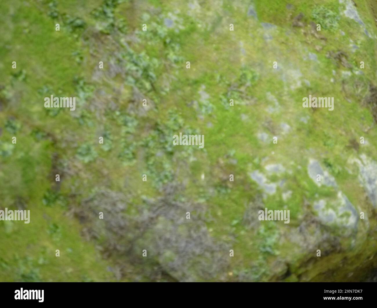 green algae (Chlorophyta) Plantae Stock Photo - Alamy