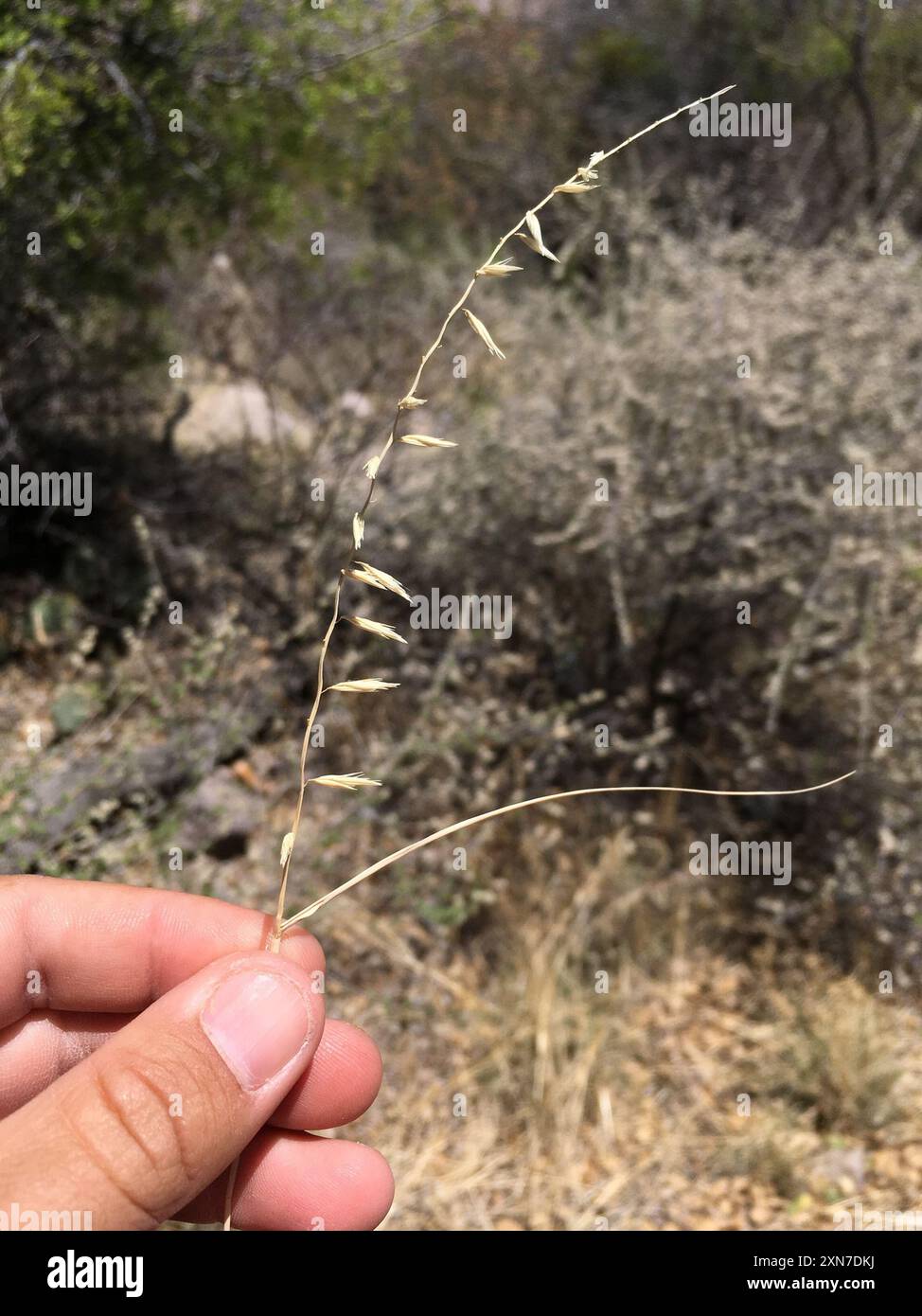 Sideoats Grama (Bouteloua curtipendula) Plantae Stock Photo - Alamy