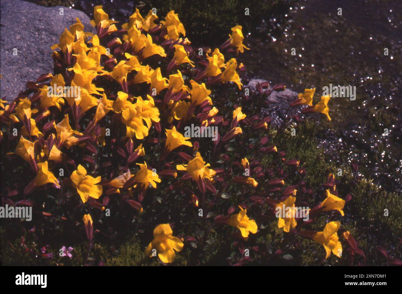 Subalpine Monkeyflower (Erythranthe caespitosa) Plantae Stock Photo - Alamy