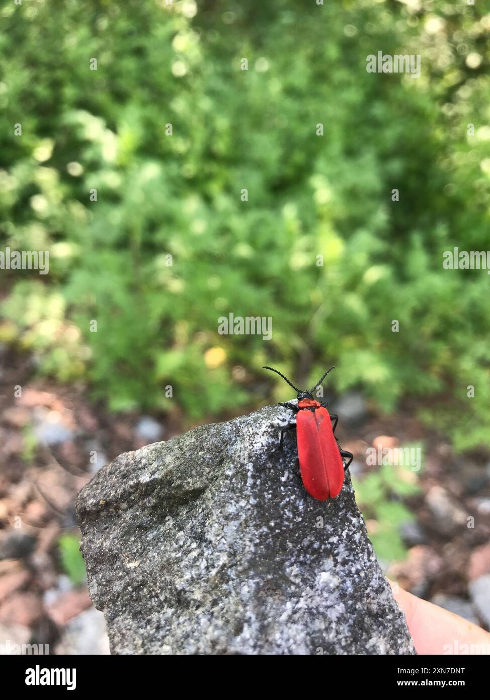 Black-headed Cardinal Beetle (Pyrochroa coccinea) Insecta Stock Photo ...