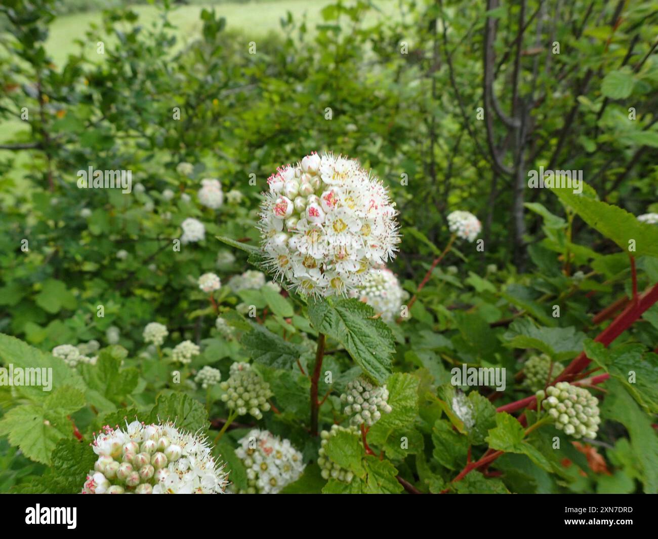 Pacific ninebark (Physocarpus capitatus) Plantae Stock Photo - Alamy