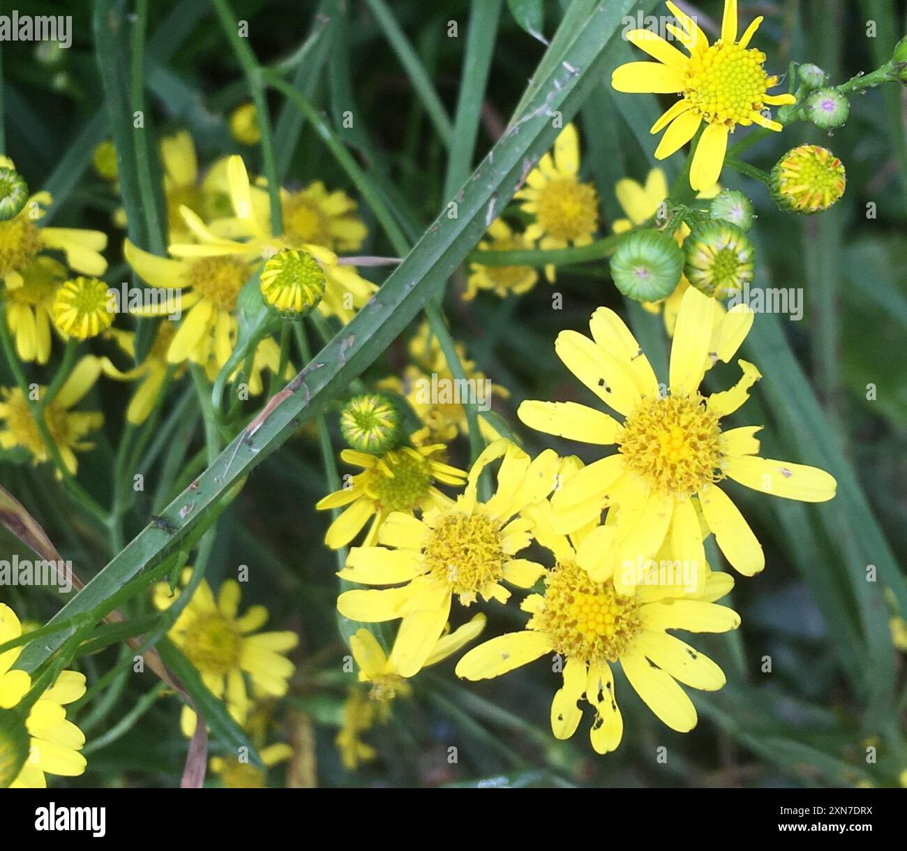 Senecio madagascariensis hi-res stock photography and images - Alamy